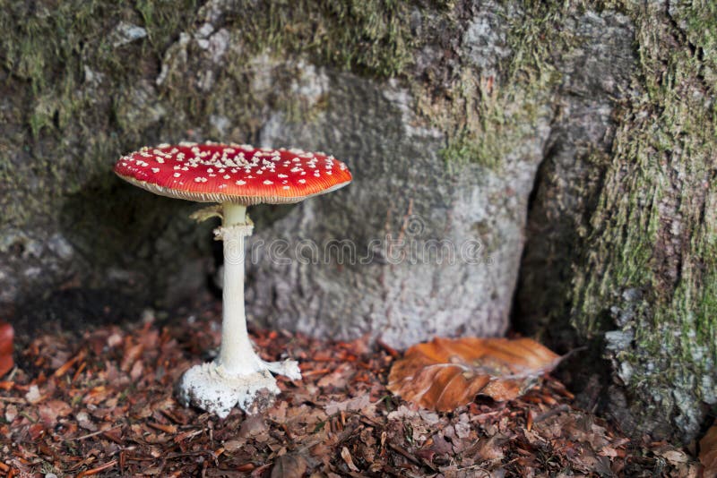Red Fly Agaric Mushroom Growing in Forest Stock Photo - Image of ...
