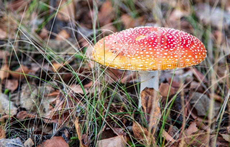 The Red Fly Agaric Mushroom Grows in the Forest Stock Photo - Image of ...