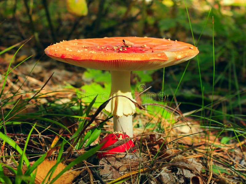 Red Fly Agaric with Plain Cap in the Forest Stock Image - Image of ...
