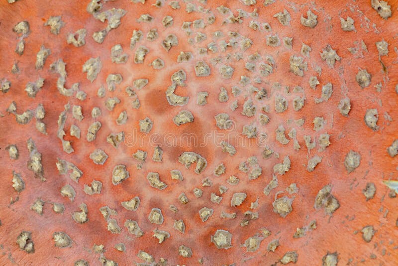 Texture Agaric Macro, Mushroom Stock Image - Image of closeup, healthy ...