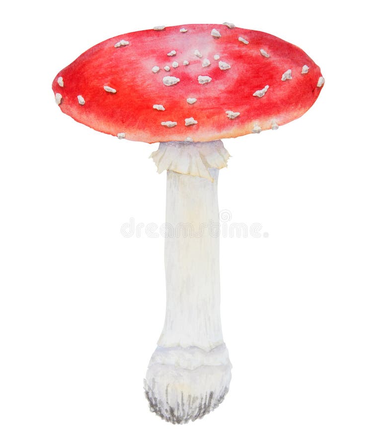 Red Fly Agaric Watercolor Hand Drawn Illustration Stock Illustration