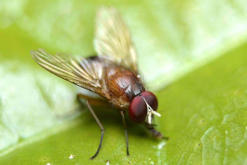 Red Fly on Green Leaf stock image. Image of leaf, side - 54542091