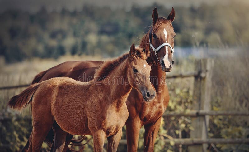 Red Foal with an Asterisk on His Forehead with a Red Mare Stock Image ...