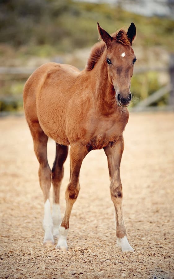 Red Foal with an Asterisk on His Forehead Stock Photo - Image of ...