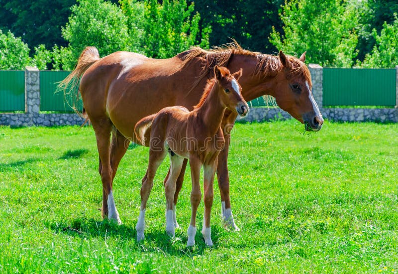 Red Foal with Mare on Green Grass in the Pen Stock Photo - Image of ...