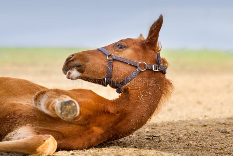 Red foal rest stock image. Image of lying, filly, horse - 84896347