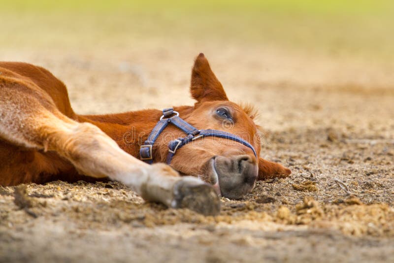 Mares with foals stock image. Image of active, herd, heaven - 40958403