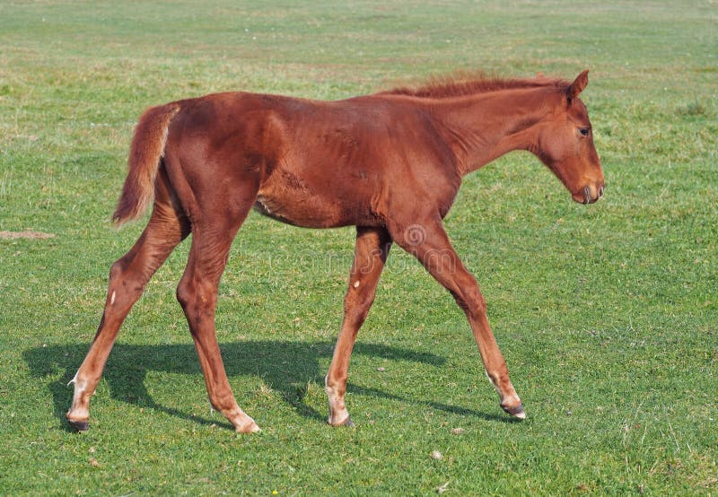 The Red Foal on a Green Meadow Stock Image - Image of horse, gait ...