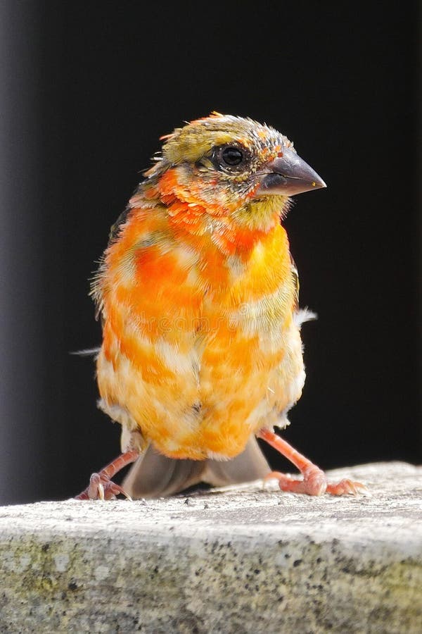 Red Fody bird stock photo. Image of cardinal, seychelles - 115583972