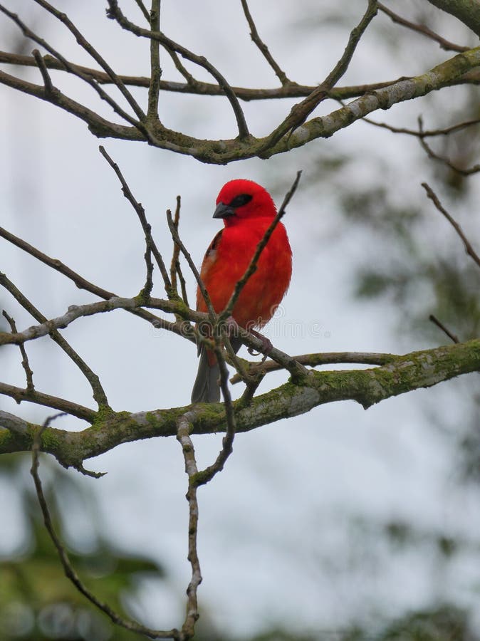 Red Fody Bird from Mauritius Perching on Tree Stock Photo - Image of ...