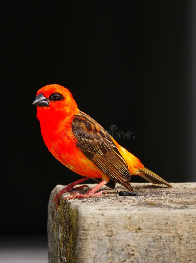 Red Fody bird stock photo. Image of feather, rest, pose - 110286654