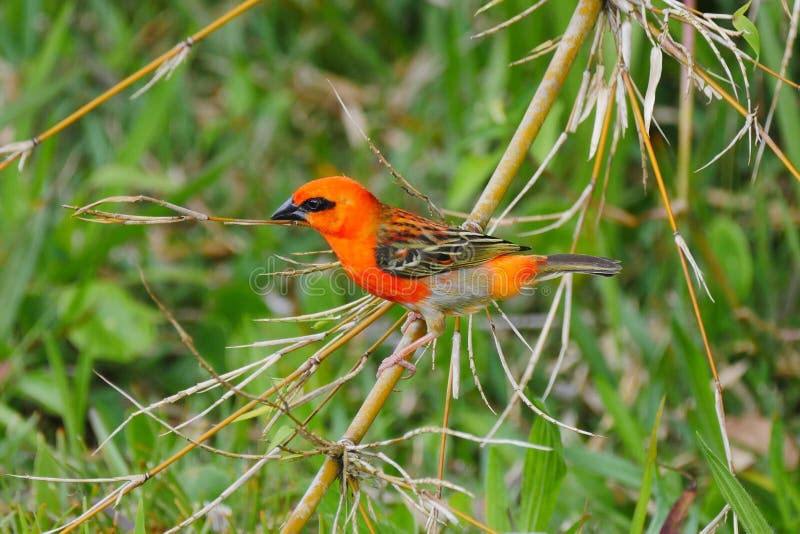 Red Fody Bird Foudia Madagascariensis from Mauritius Perching in ...