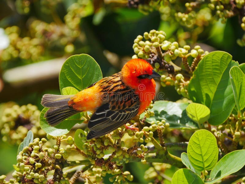 Red Fody Bird Perching on Xylosma Tree Branch in Bloom Stock Photo ...