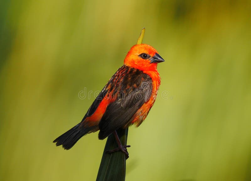 106 Cardinal Mauritius Stock Photos - Free & Royalty-Free Stock Photos ...
