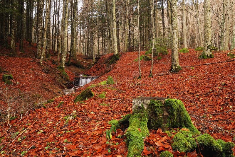 Red foliage stock image. Image of brown, landscape, season - 14400303
