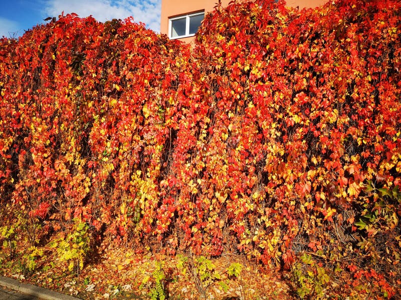 Red Foliage of Boston Ivy Climbing Up a Brick Wall in the Sun Stock ...