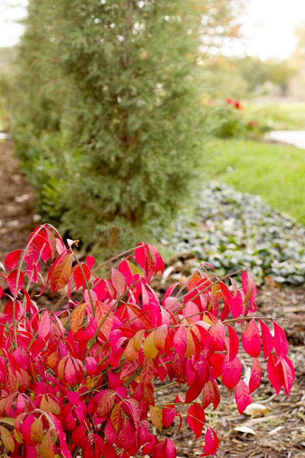Red Foliage Bush Along Trail Stock Photo - Image of autumn, foliage ...