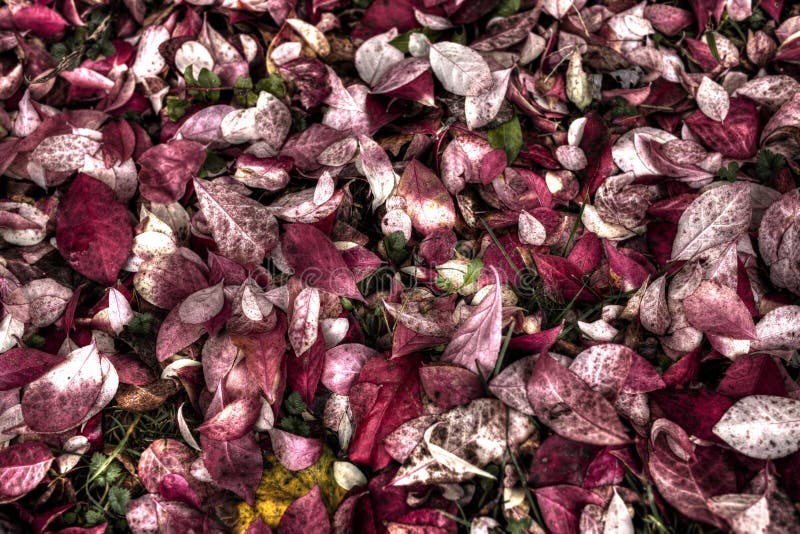 Red Foliage on Green Ground Stock Image - Image of autumn, ground ...