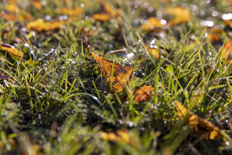 The Foliage of Trees on the Ground after Leaf Fall in Sunny Weather ...