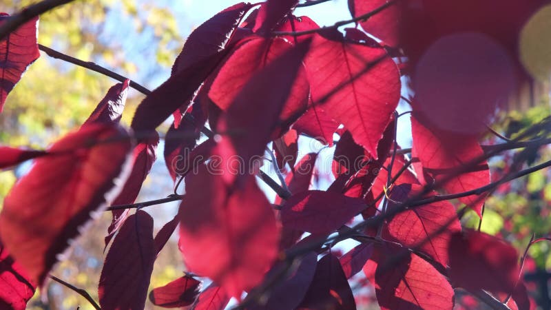 Red Foliage in the Rays of the Autumn Sun. Beautiful Leaves in Backlit ...