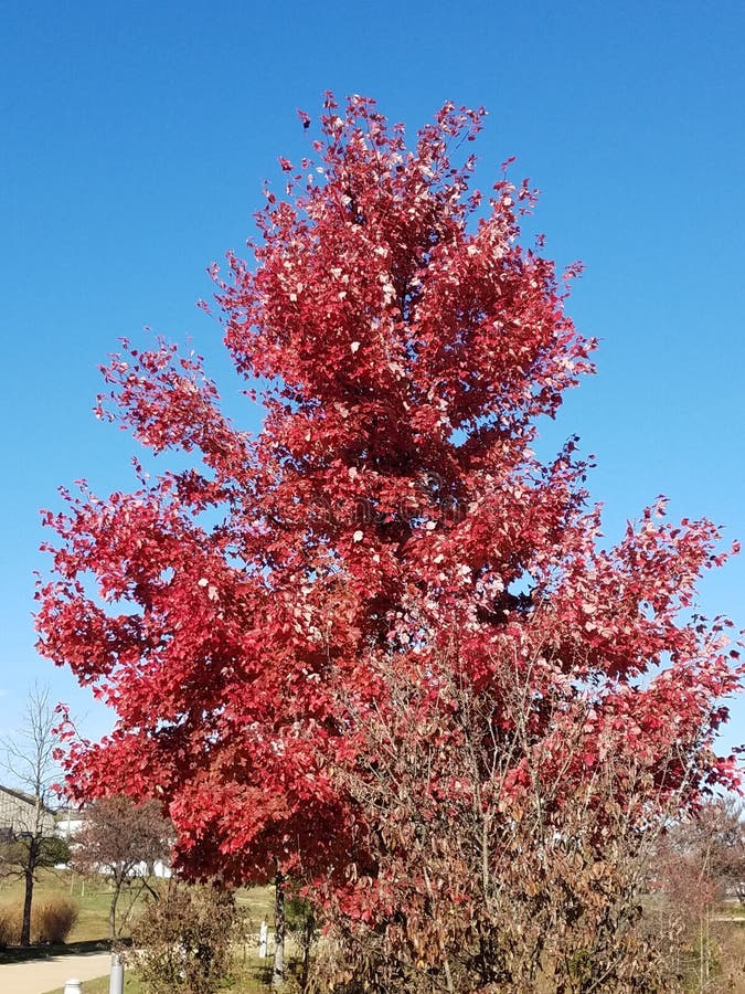 Red Foliage on Tree with Cement Sidewalk or Path Stock Image - Image of ...