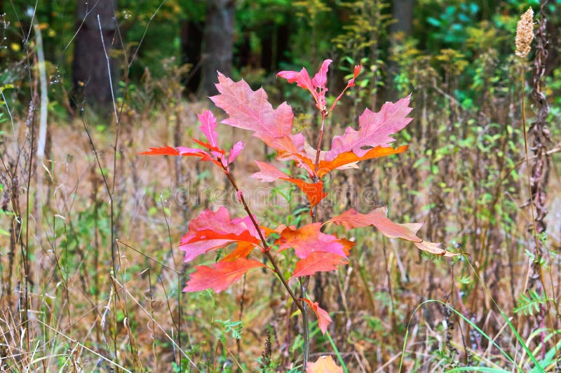 Red Foliage on Trees, Autumn Leaves, Autumn Background Stock Photo ...