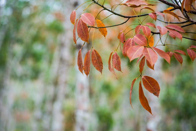 Red Foliage of Rubber Trees Stock Photo - Image of grass, botany: 120936640