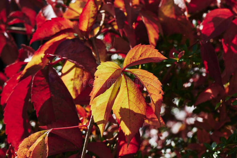 Red Foliage of Wild Grape in the Autumn Sunshine Stock Photo - Image of ...