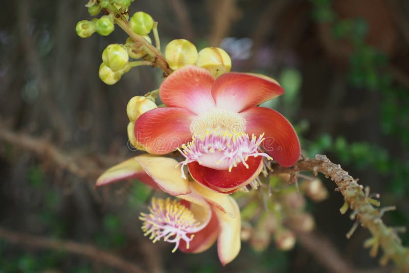 476 Folwer Stock Photos - Free & Royalty-Free Stock Photos from Dreamstime