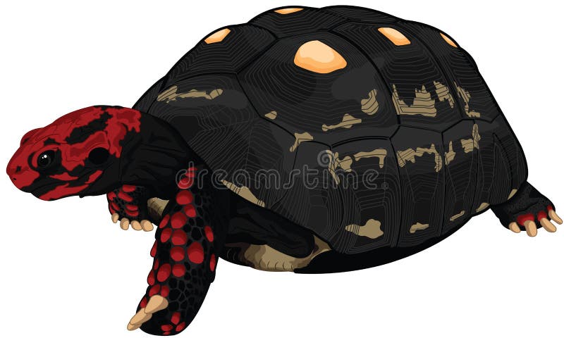 Turtle stock vector. Illustration of white, background - 101320148