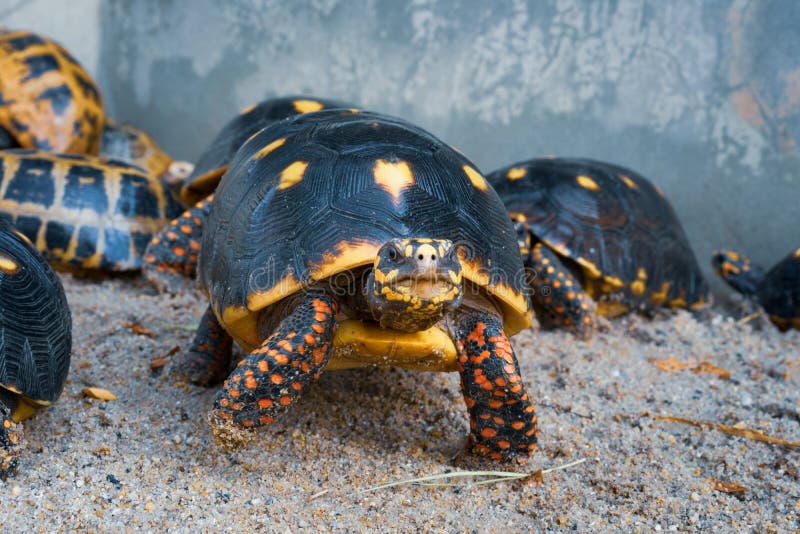 Red Foot turtle stock photo. Image of footed, animal - 113891350
