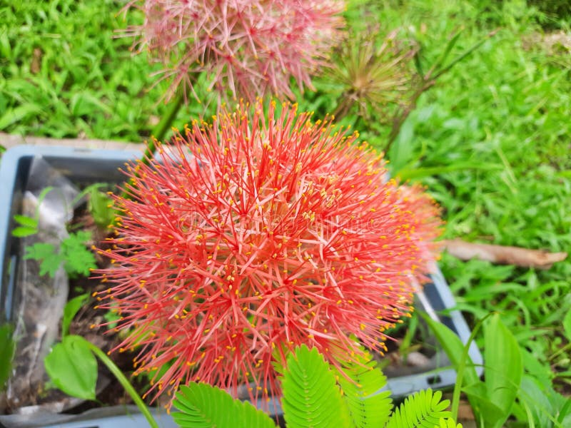 Red football lilly stock photo. Image of tree, evergreen - 186584310