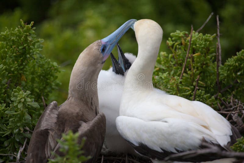Red-Footed Boobies with Chick, Stock Image - Image of sula, breeding ...