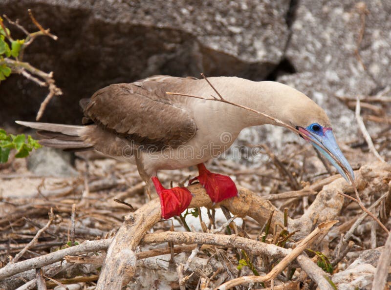 Red-footed boobies stock photo. Image of cristobal, environment - 97434652