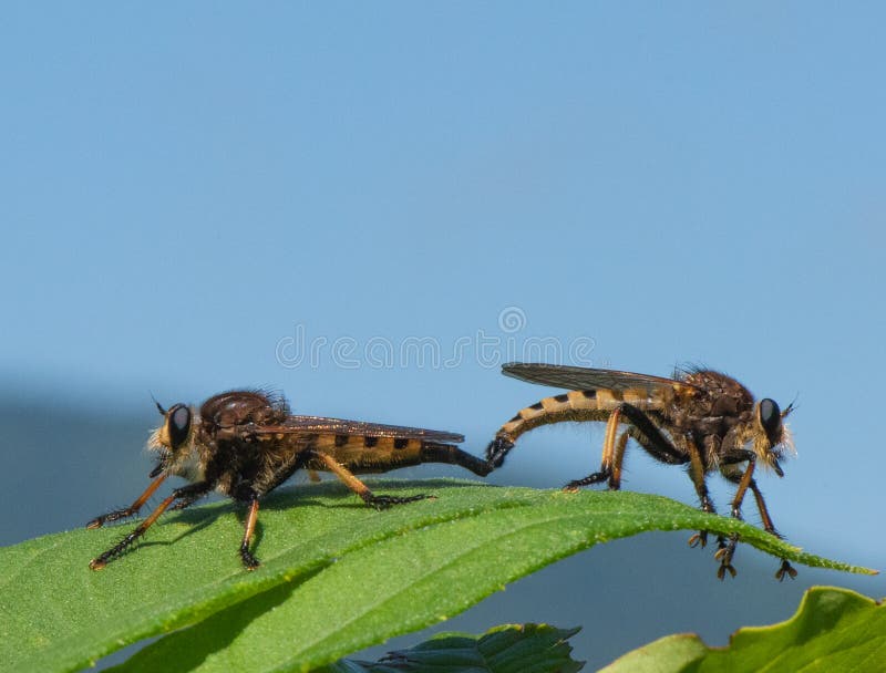 Red Footed Cannibal Flies stock photo. Image of rufipes - 155174732