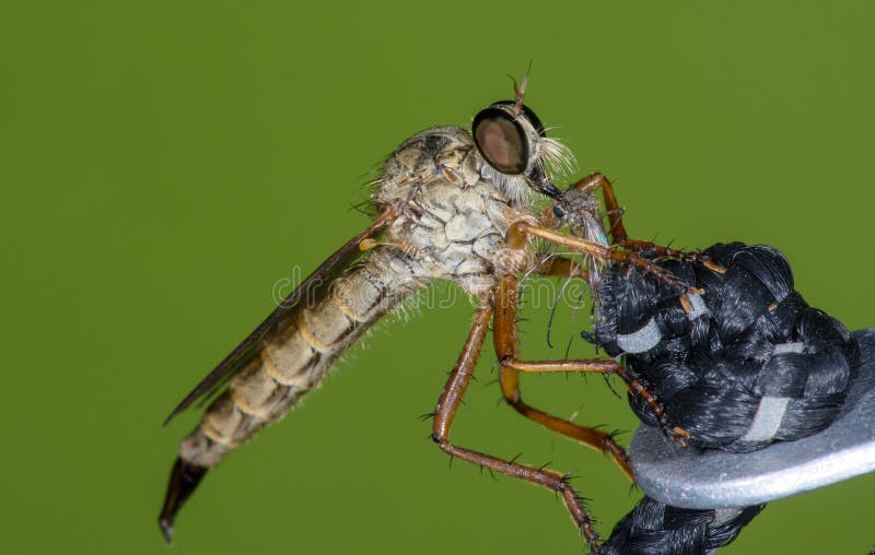 Red-Footed Cannibal Fly Eating Its Lunch Stock Image - Image of hunt ...