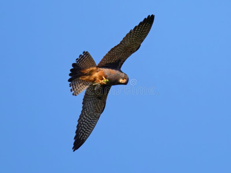 Red-footed Falcon (Falco Vespertinus Stock Image - Image of vespertinus ...