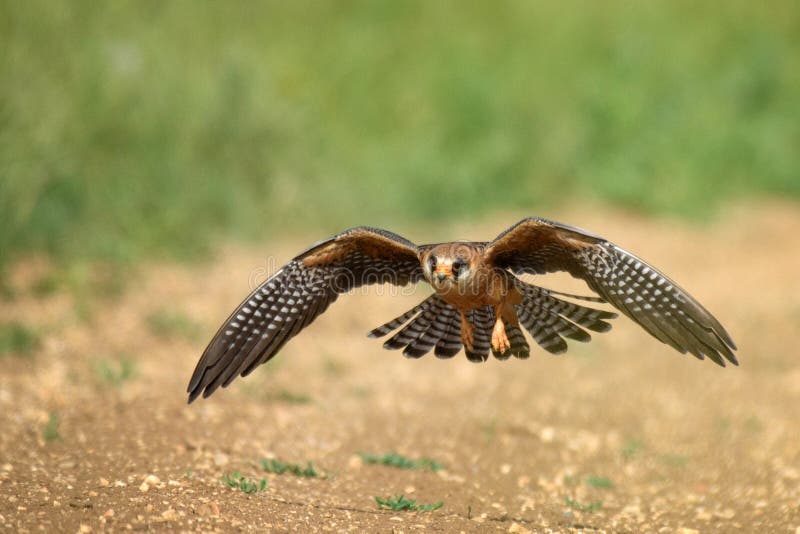 The Red-footed Falcon in Flight, Falco Vespertinus Stock Image - Image ...