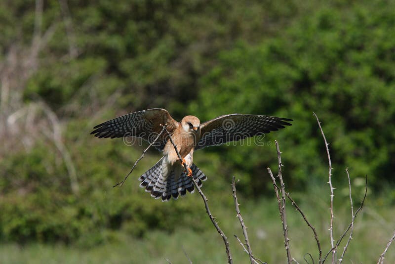 Red-footed Falcon Island Helgoland Germany Stock Photo - Image of ...