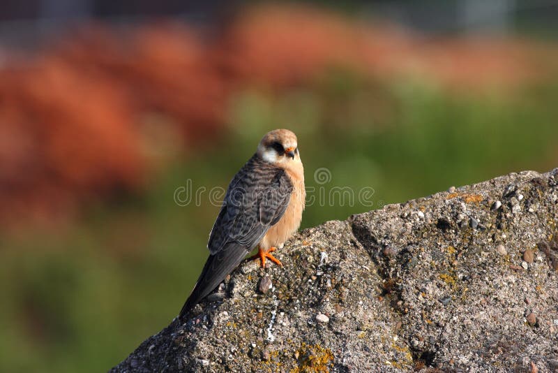 Red-footed Falcon Island Helgoland Germany Stock Image - Image of hawk ...