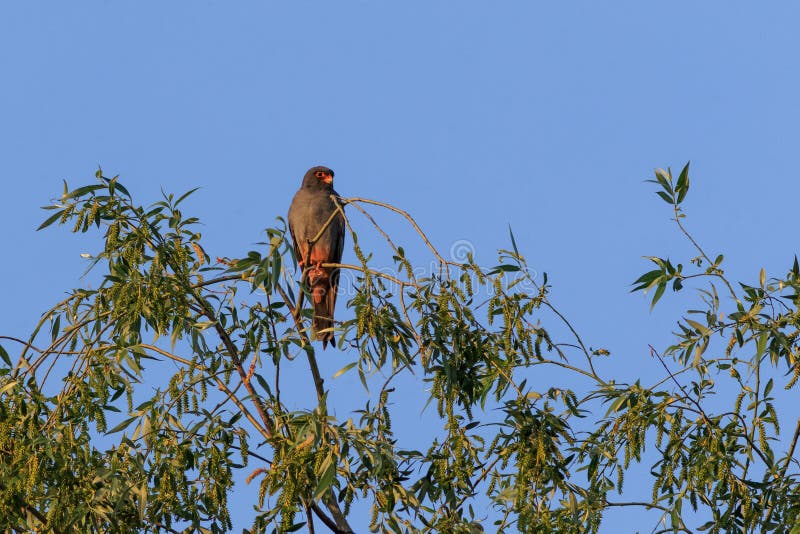 Falcon in Tree stock image. Image of search, branches - 47223049