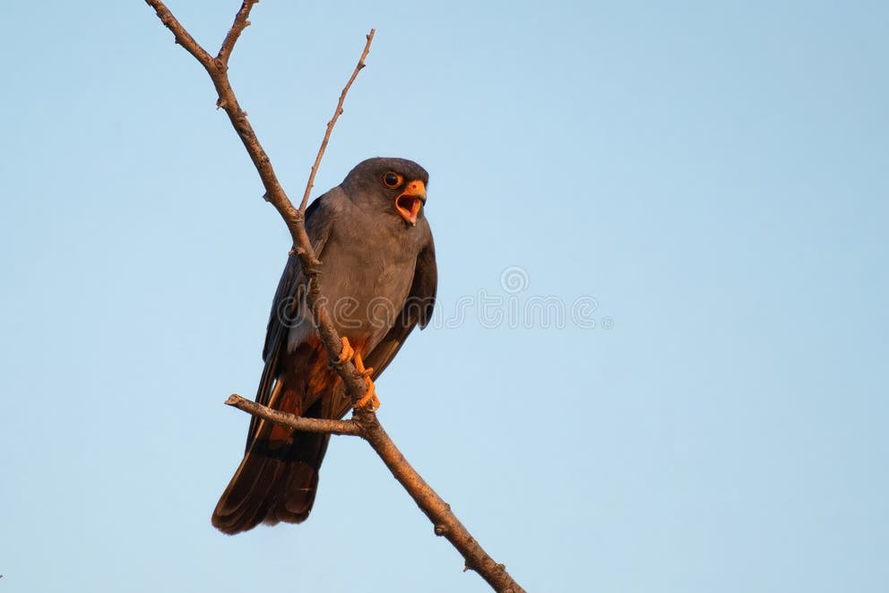 Red Footed Hawk Falco Vespertinus in Natural Environment Stock Photo ...