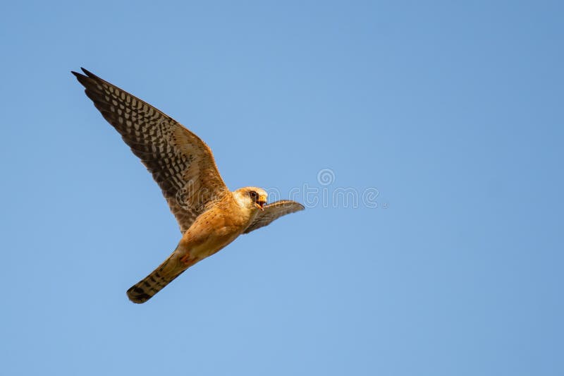 Red Footed Hawk Falco Vespertinus in Natural Environment Stock Photo ...