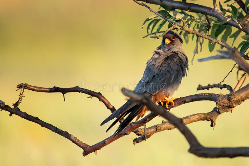 Red Footed Hawk Falco Vespertinus in Natural Environment Stock Photo ...