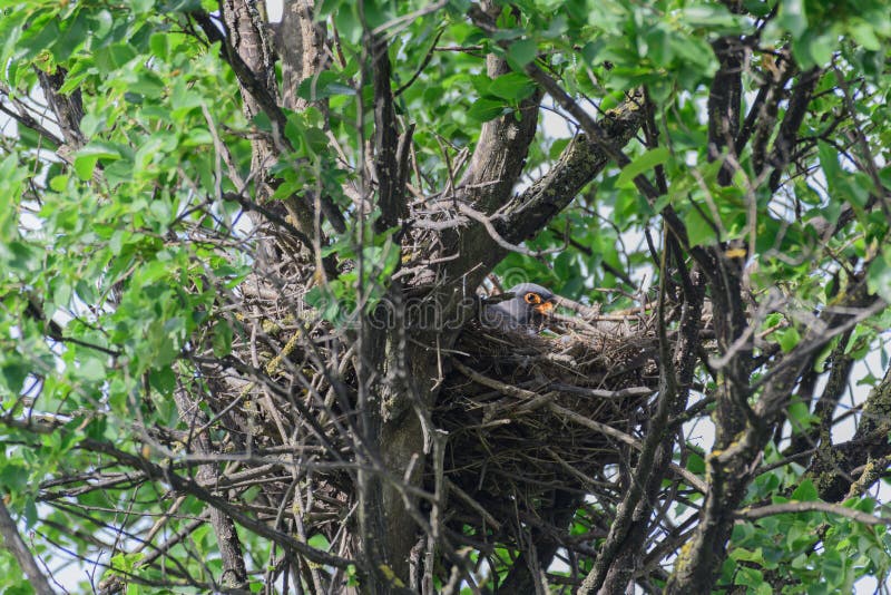 Red Footed Hawk Falco Vespertinus in Natural Environment. the Bird is ...