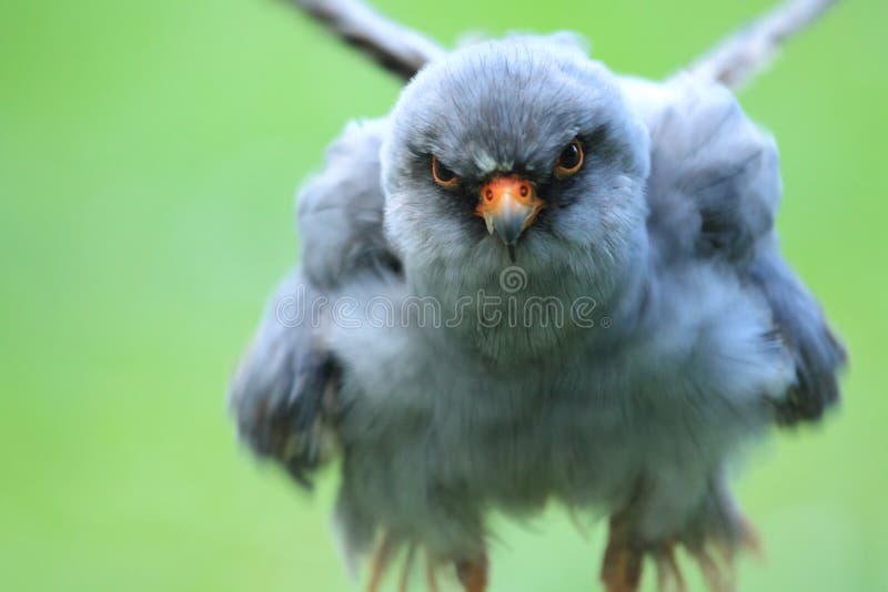 Red-footed kestrel stock photo. Image of open, bird, bill - 43159936