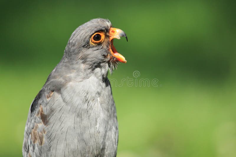 Red-footed kestrel stock photo. Image of open, bird, bill - 43159936
