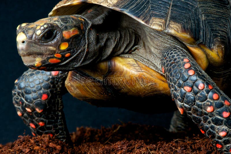 Red-footed Tortoise, Chelonoidis Carbonarius, Turtle from Pantanal ...