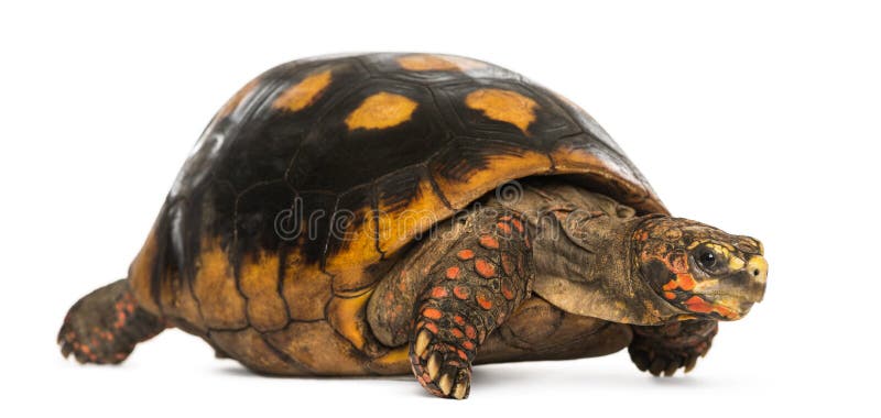 Red-footed tortoise stock photo. Image of shell, reptilan - 2313650
