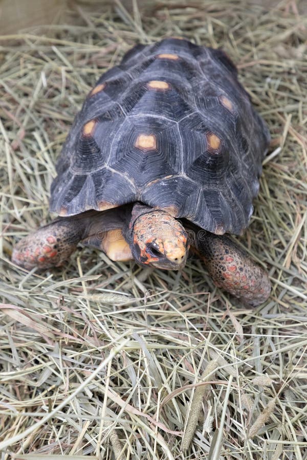 Red Footed Tortoise Chelonoidis Carbonaria with Some Pyramided Scutes ...